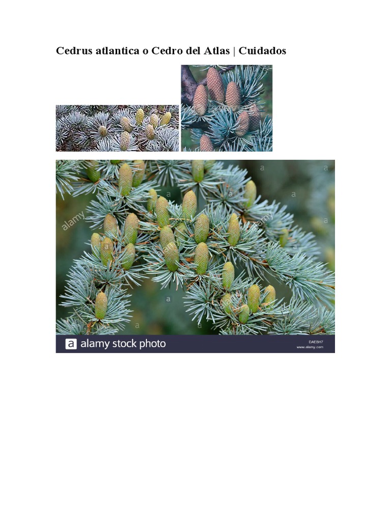 Cedro Atlantica | PDF