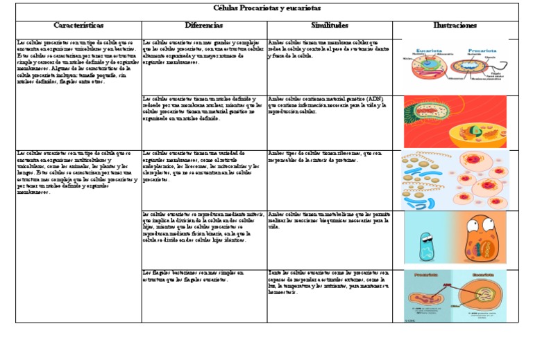 Cuadro Comparativo Celulas | PDF | Biología Celular) | Eucariotas