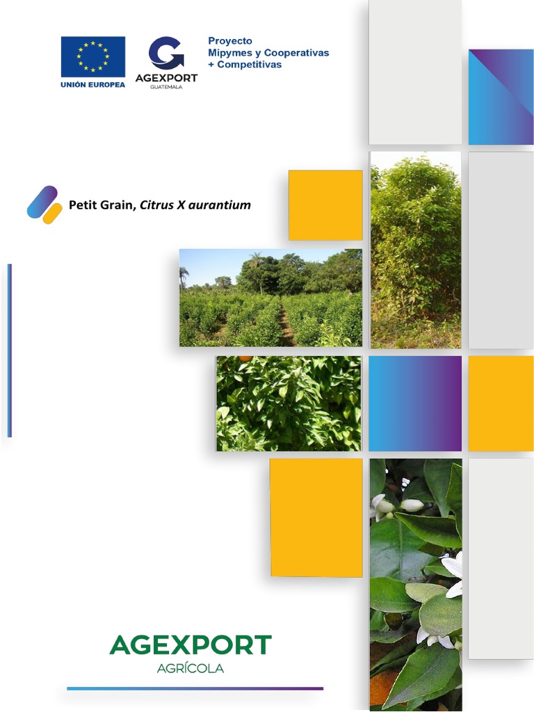 Petit Grain, Citrus X Aurantium | Descargar gratis PDF | Agrios | Fertilizante