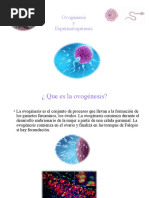 Esquema Proceso Gametogénesis Detallado | PDF | Mitosis | Sistema reproductivo