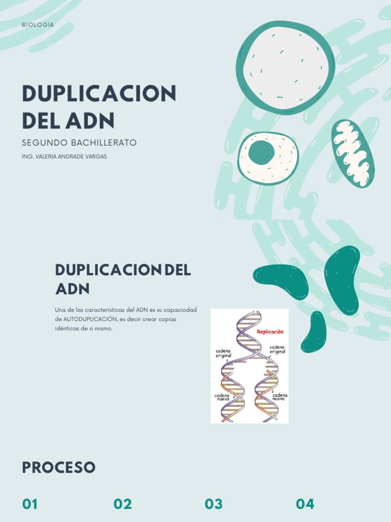 Duplicacion Del Adn: Segundo Bachillerato | PDF | Replicación De Adn | Adn