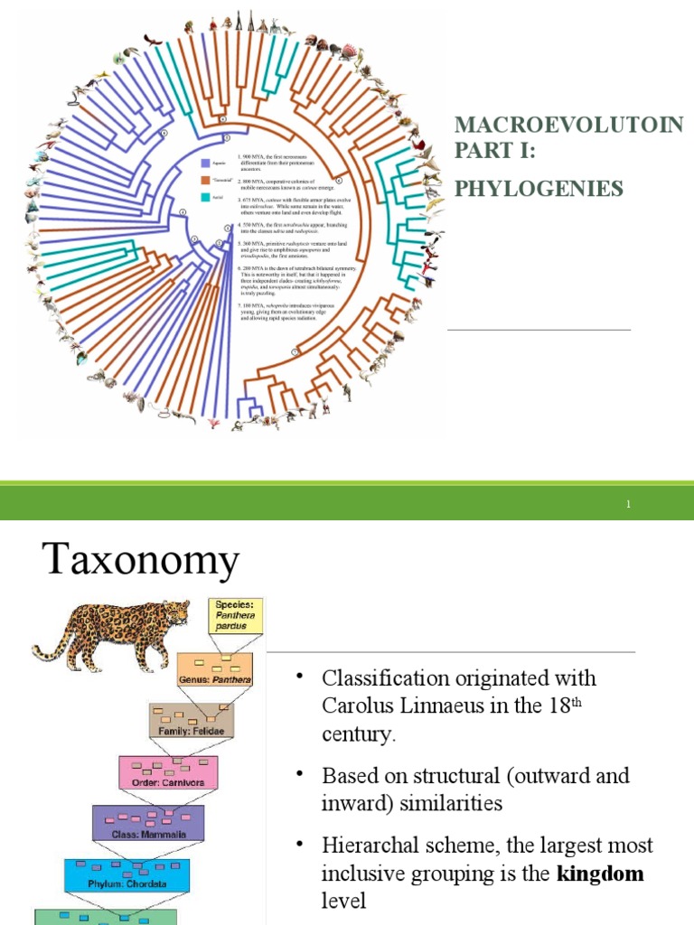 Gen Bio 2 Phylogeny | PDF | Taxonomy (Biology) | Phylogenetic Tree