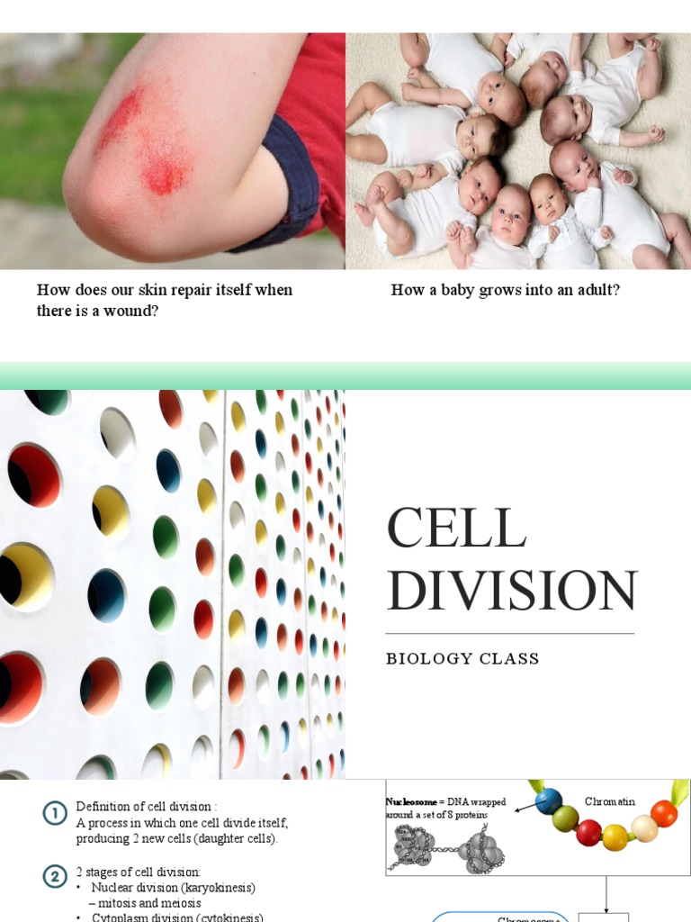 (BIOLOGY) Cell Division | PDF | Meiosis | Mitosis