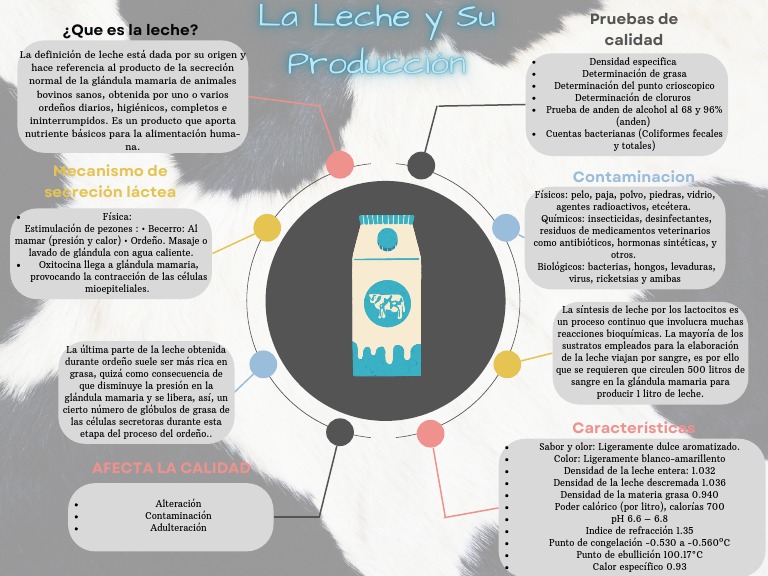 Mapa Mental Profesional Colorido | PDF | Leche