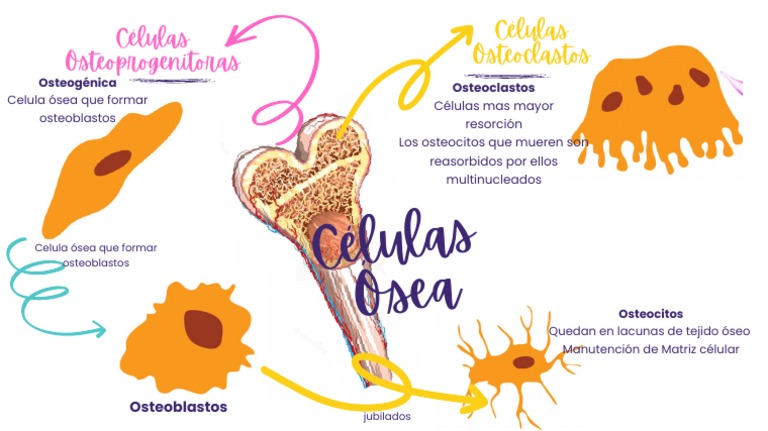 Celulas Oseas | PDF