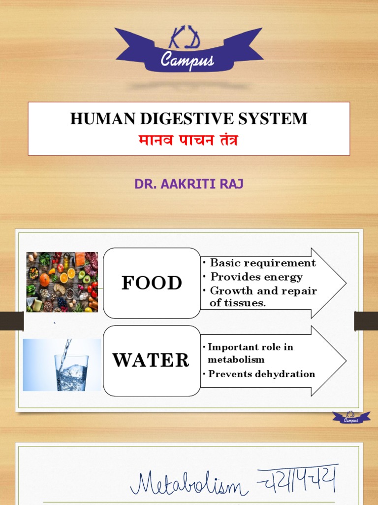 Human Digestive System (1) 20201125102132 | PDF