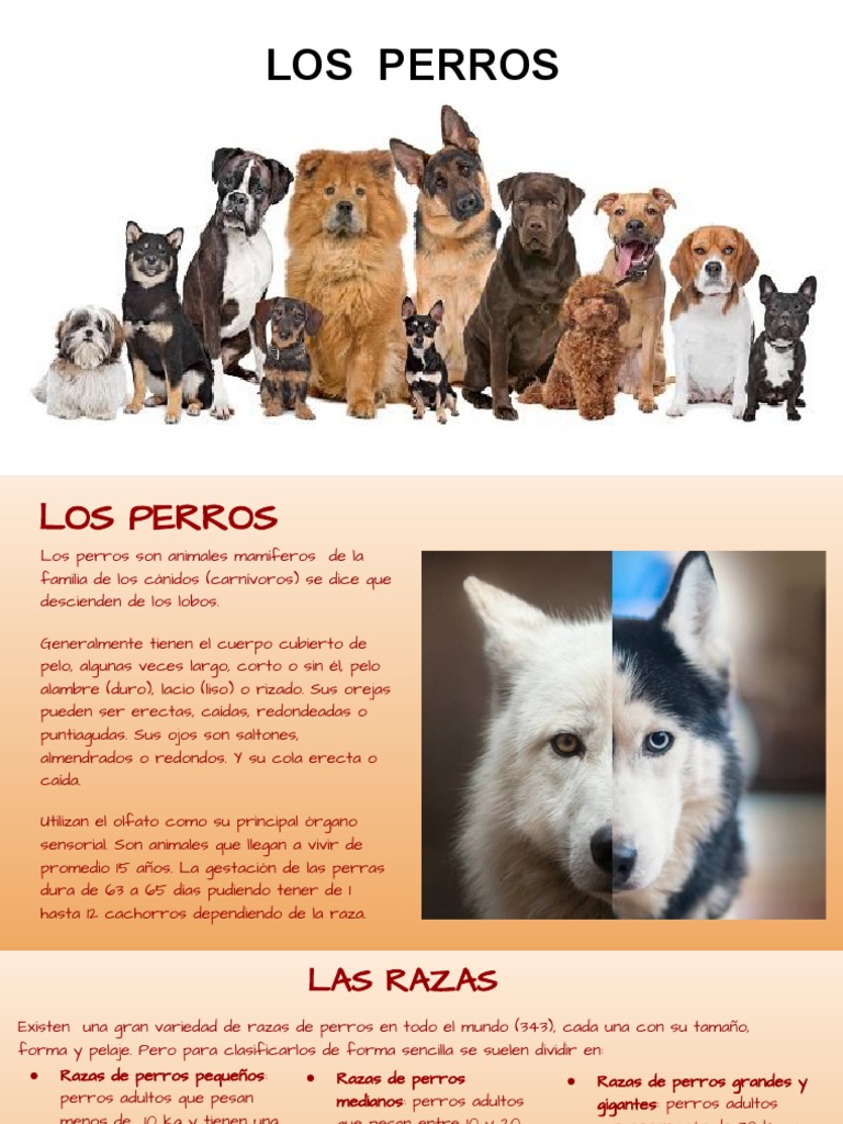 Los Perros | PDF | Buldog | Caniche