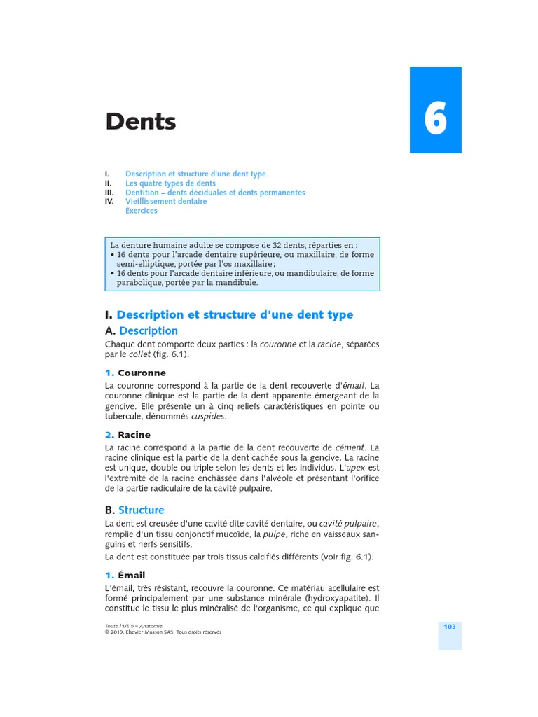Dent Cours | PDF | Dent | Dent humaine