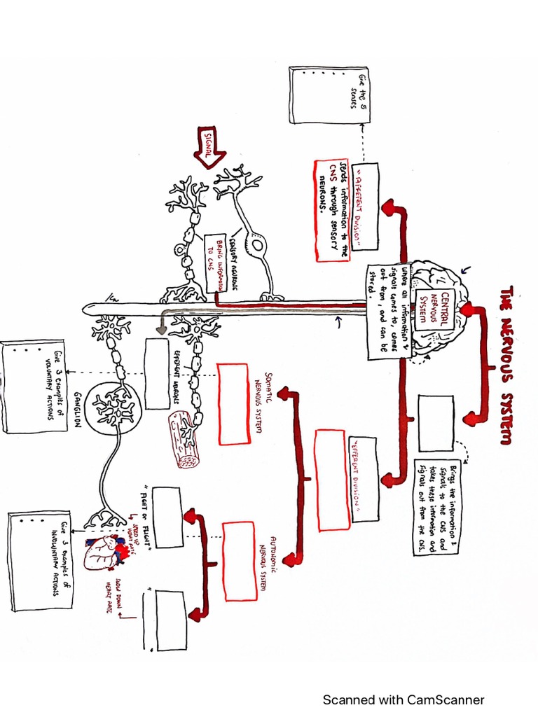 The Nervous System Divisions Study Guide | PDF