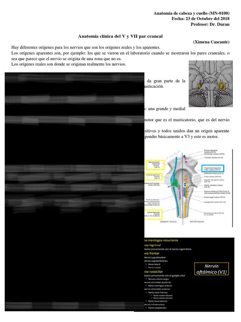 Anatomía Clínica Del V y VII Par Craneal | PDF | Nariz humana ...
