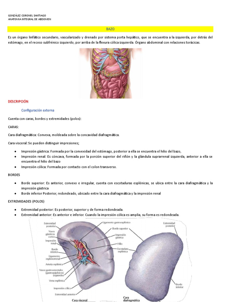BAZO | PDF | Bazo | Abdomen