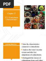 Sea Urchin Dissection | PDF | Zoology | Biology