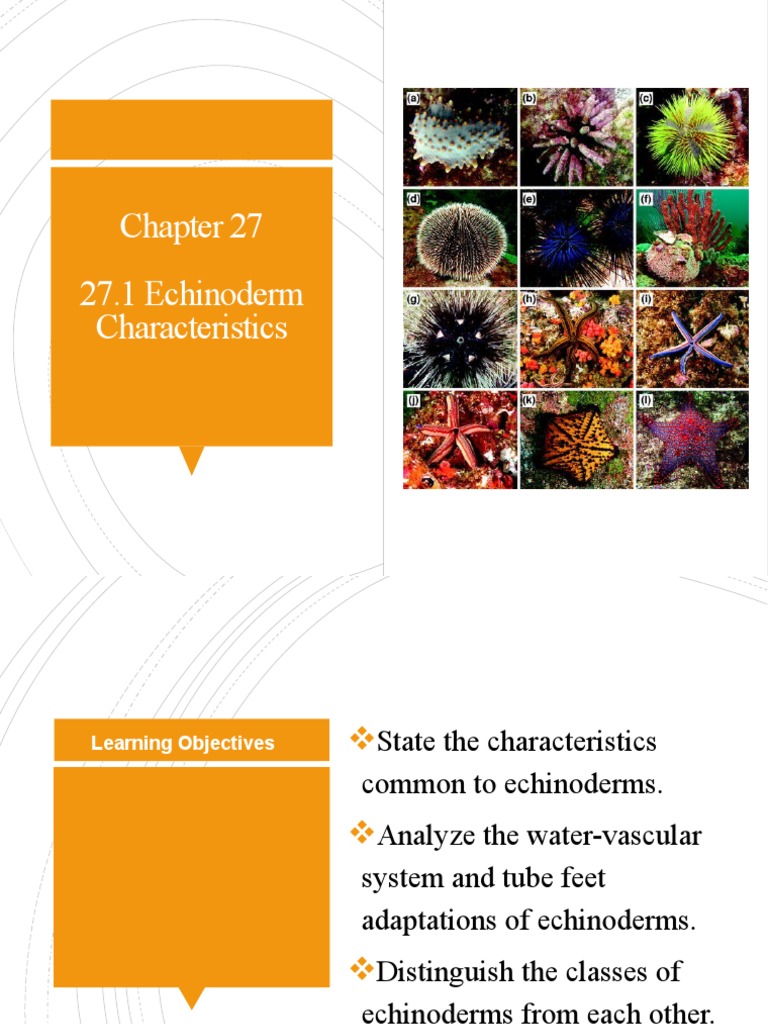 Echinoderms | PDF | Organisms