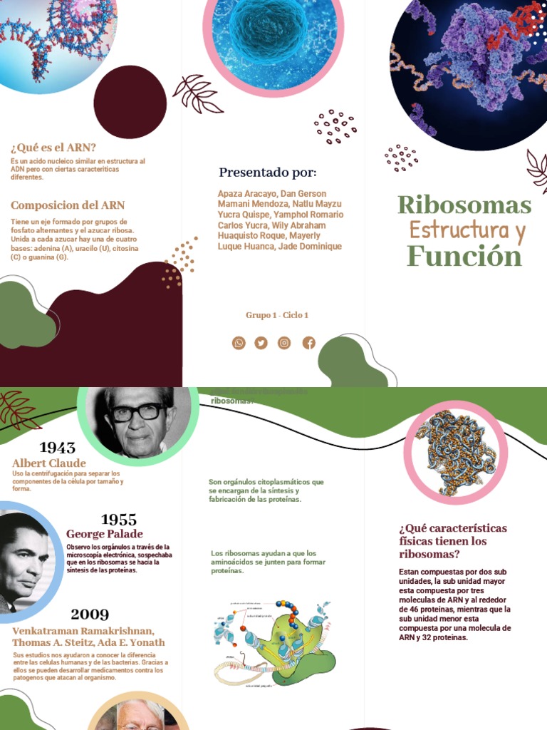 Ribosomas Ribosomas: Estructura y Estructura y | PDF | Ribosoma | Rna