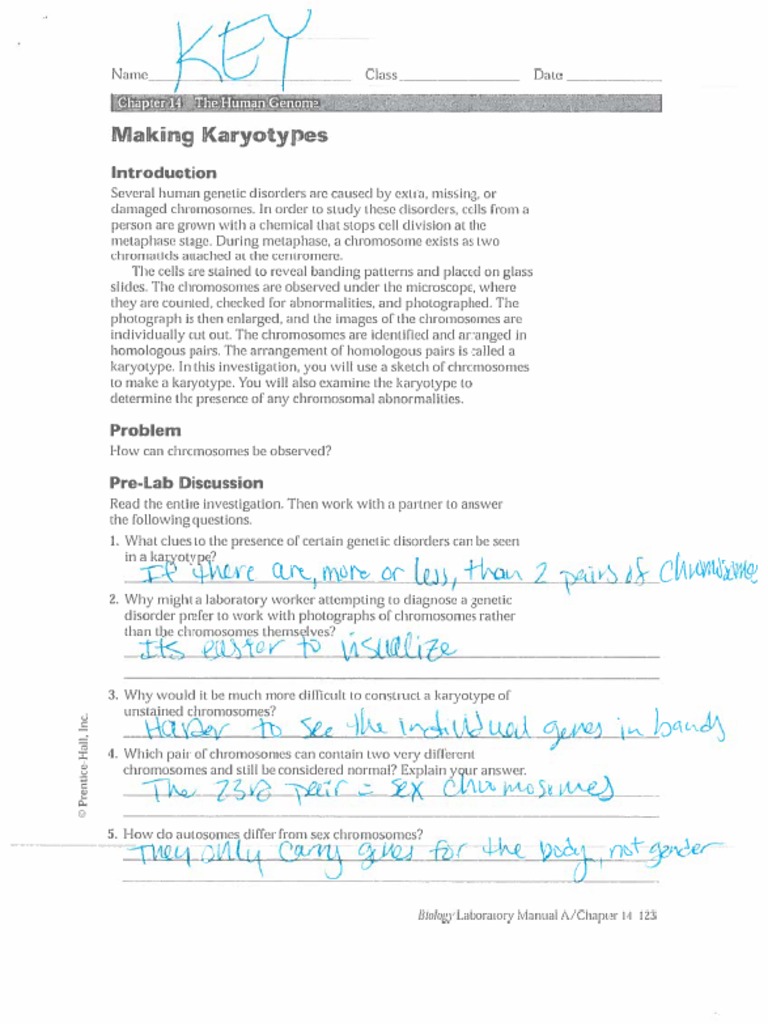 Karyotype Cut Out Activity KEY | PDF