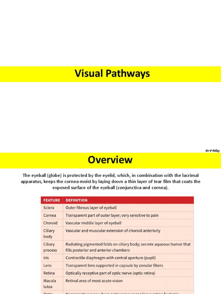 Visual Pathway_lecture slides | PDF | Visual System | Retina