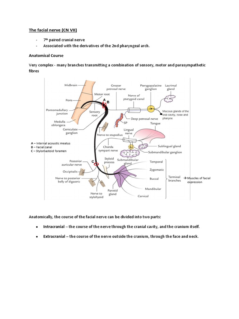 The Facial Nerve Notes | PDF | Anatomy | Nervous System