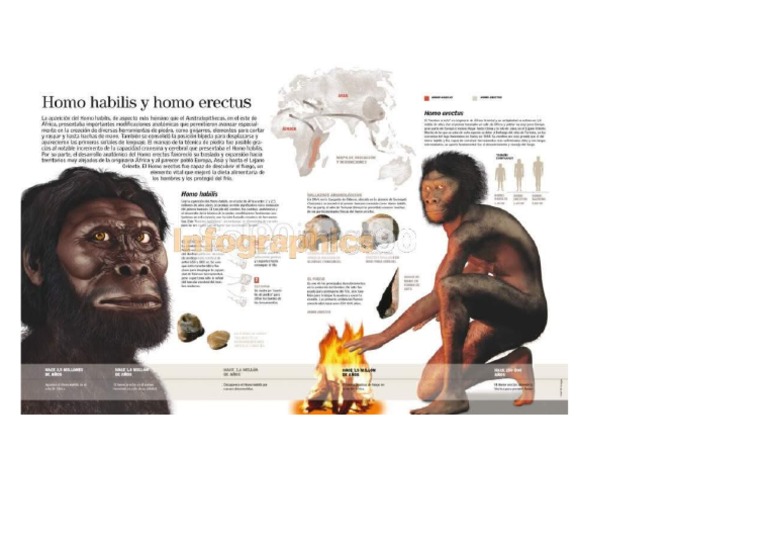 Homo Habilis | PDF