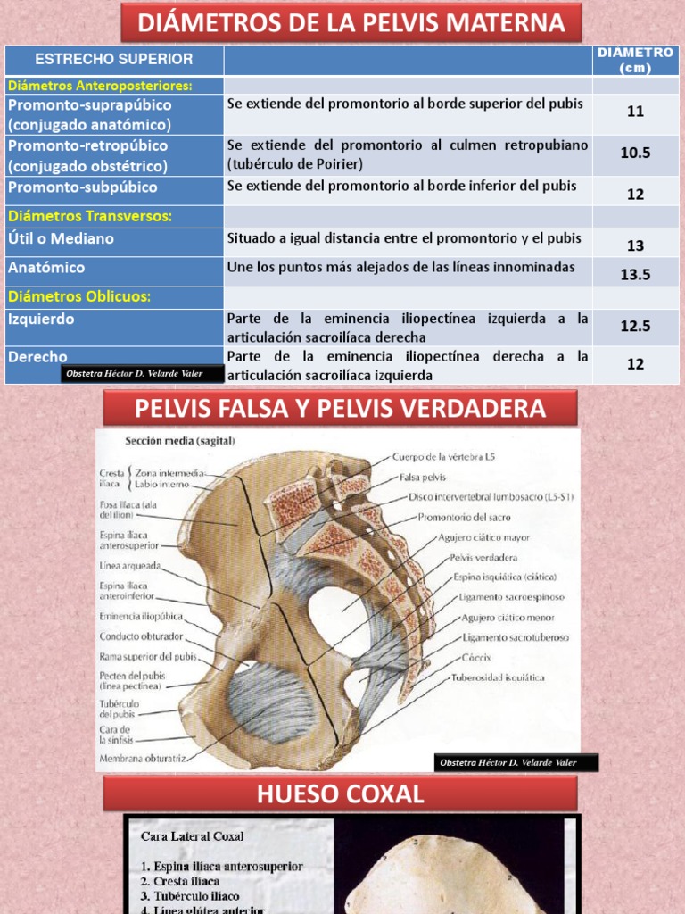 Diámetros Pelvis YCabeza Fetal 2022 | PDF | Pelvis | Sistema musculoesquelético
