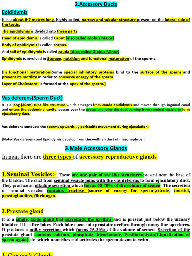 Male Accessory Glands | PDF | Prostate | Morphology (Biology)