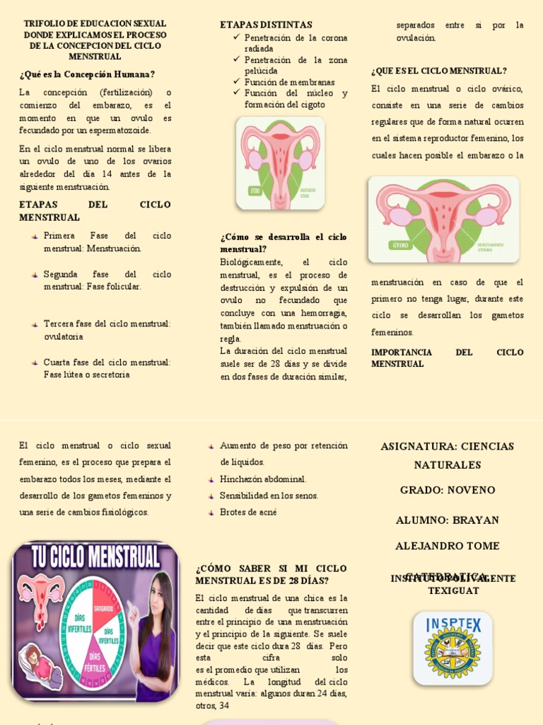 Trifolio Ciclo Menstrual | PDF | Ciclo menstrual | Menstruación