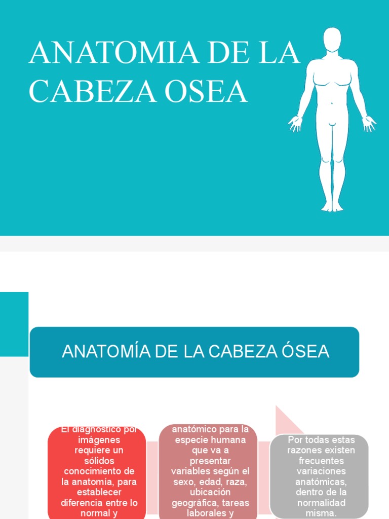 Tema 6. División de La Cabeza Osea. | PDF | Cráneo | Anatomía