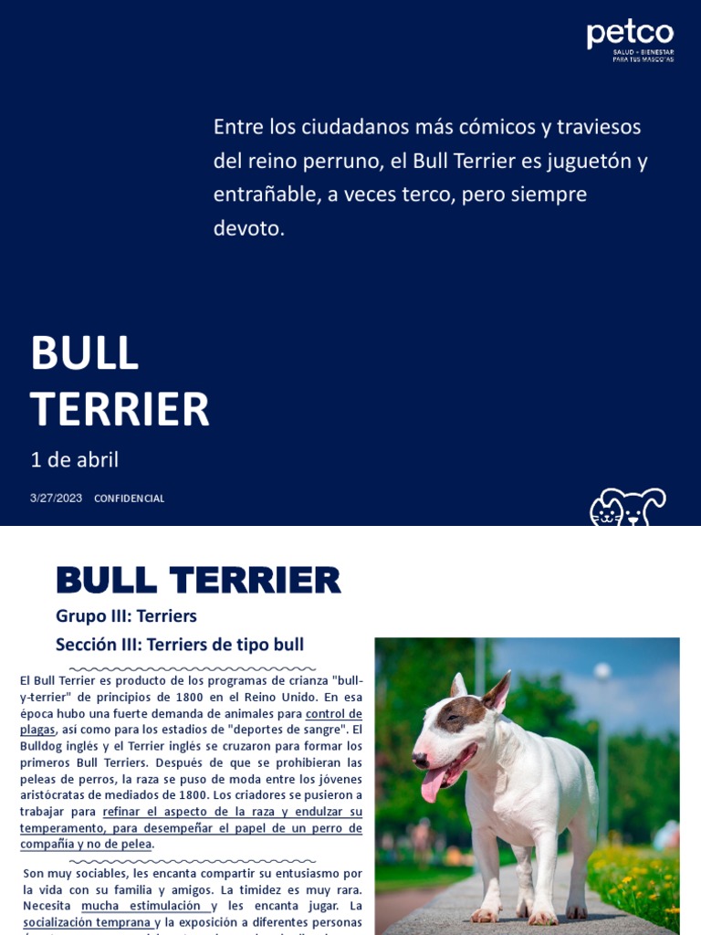 Masterfile Bull Terrier | PDF | Bull terrier | Perros