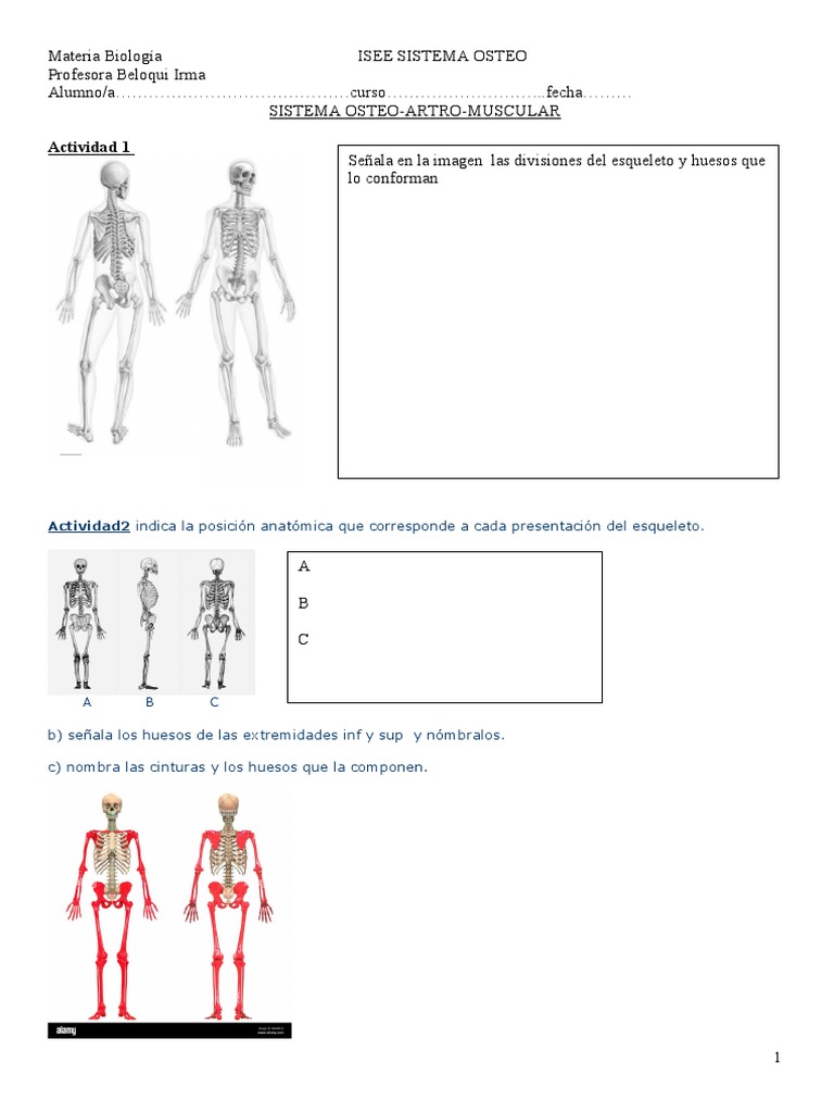 Sistema Osteo 1 | PDF