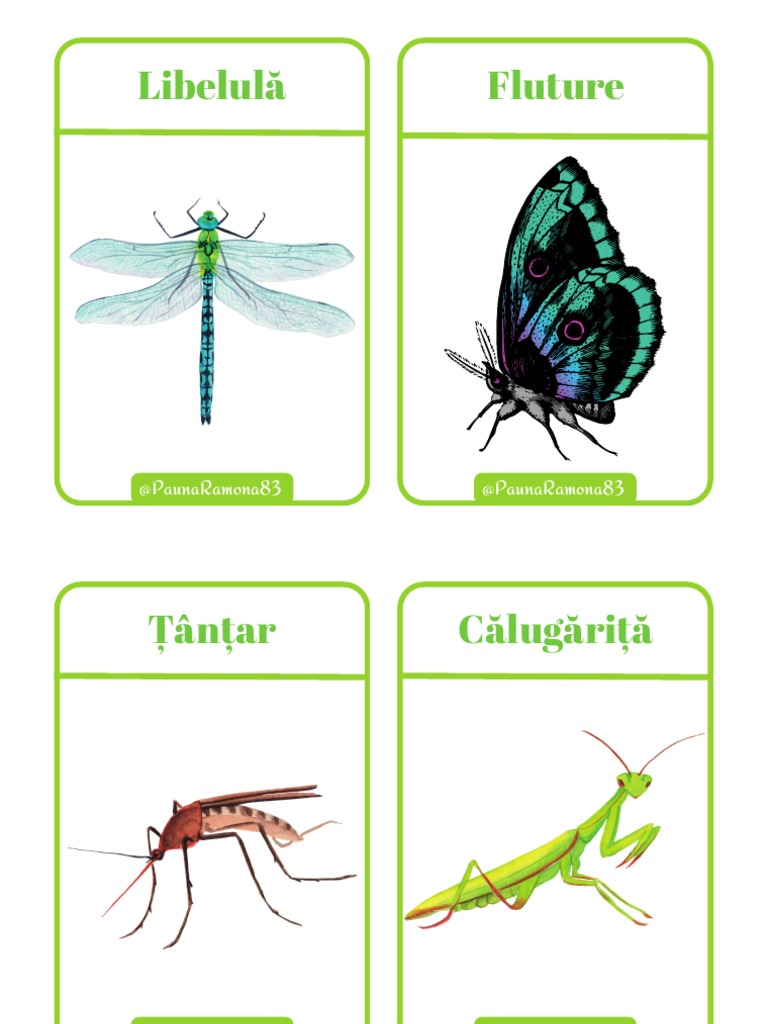 Insecte - Imagini | PDF