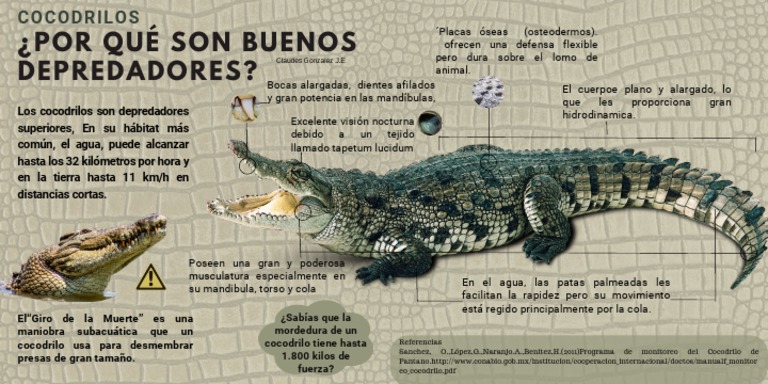 Cocodrilos ¿Por Qué Son Buenos Depredadores | PDF