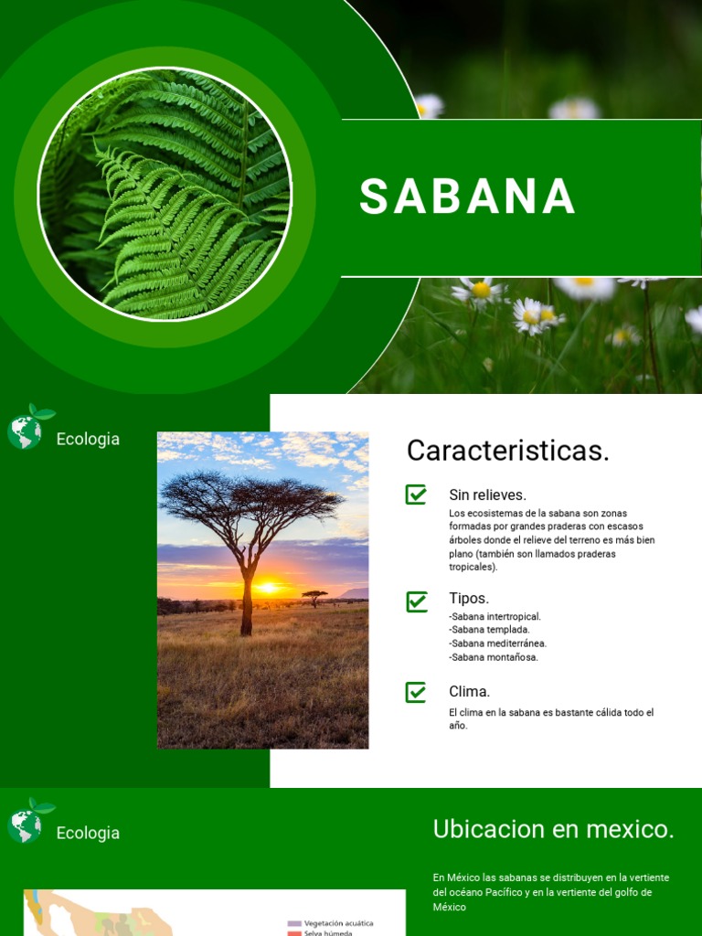 Ecosistemas de la Sabana: Tipos y Ubicación | PDF