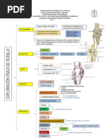 2.2 Genu Valgo y Varo | PDF | Rodilla | Anatomía del miembro inferior