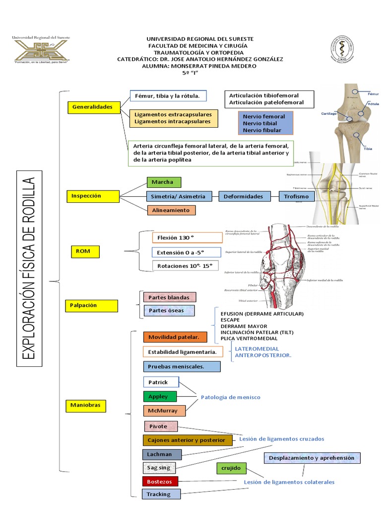Exploración Física de Rodilla | PDF | Rodilla | Anatomía humana