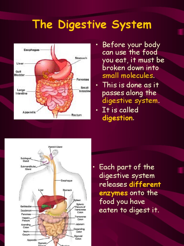 The Digestive System | PDF