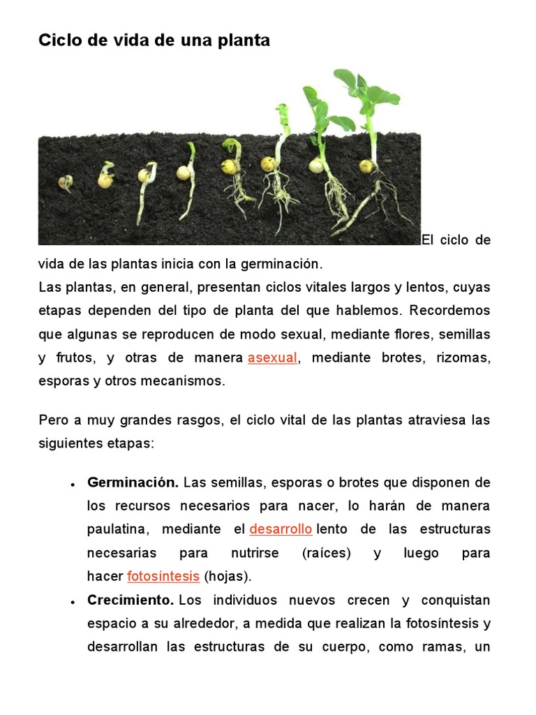 El Ciclo de Vida de Las Plantas | PDF | Ciencia y matemáticas
