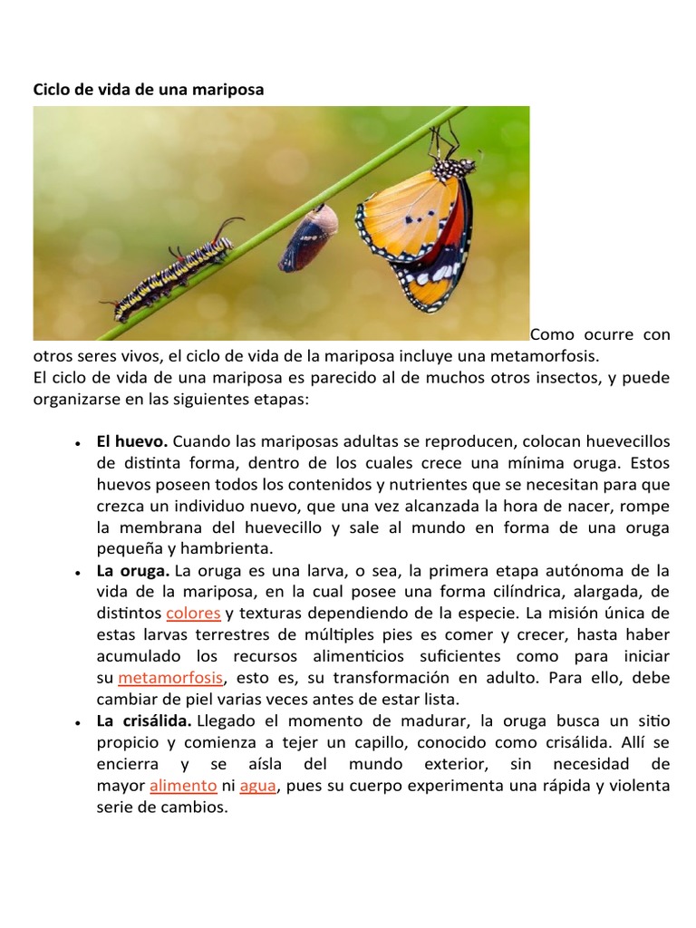 Ciclo de Vida de la Mariposa | PDF