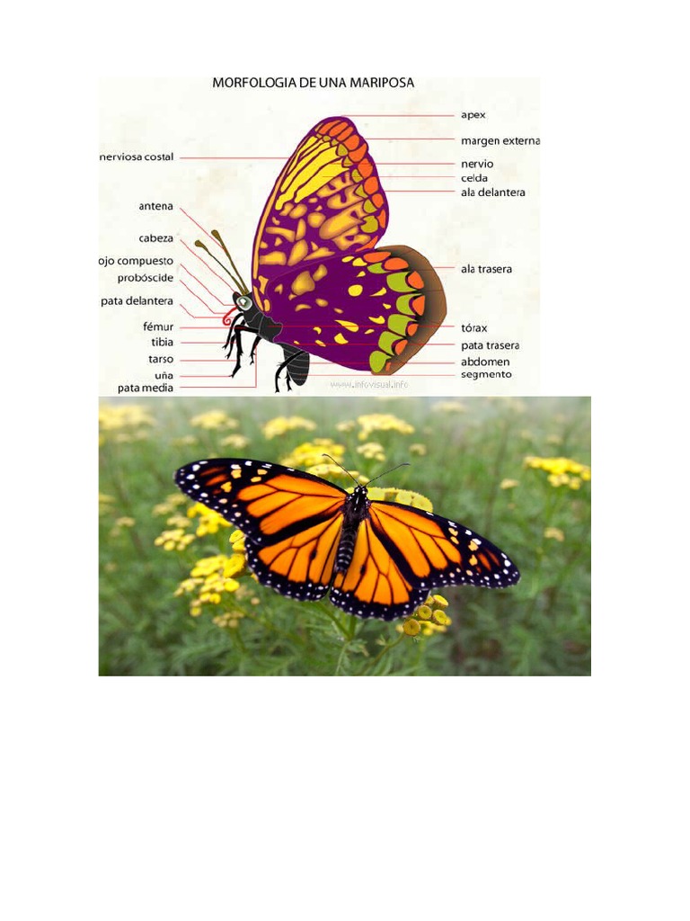Las Partes de Una Mariposa | PDF