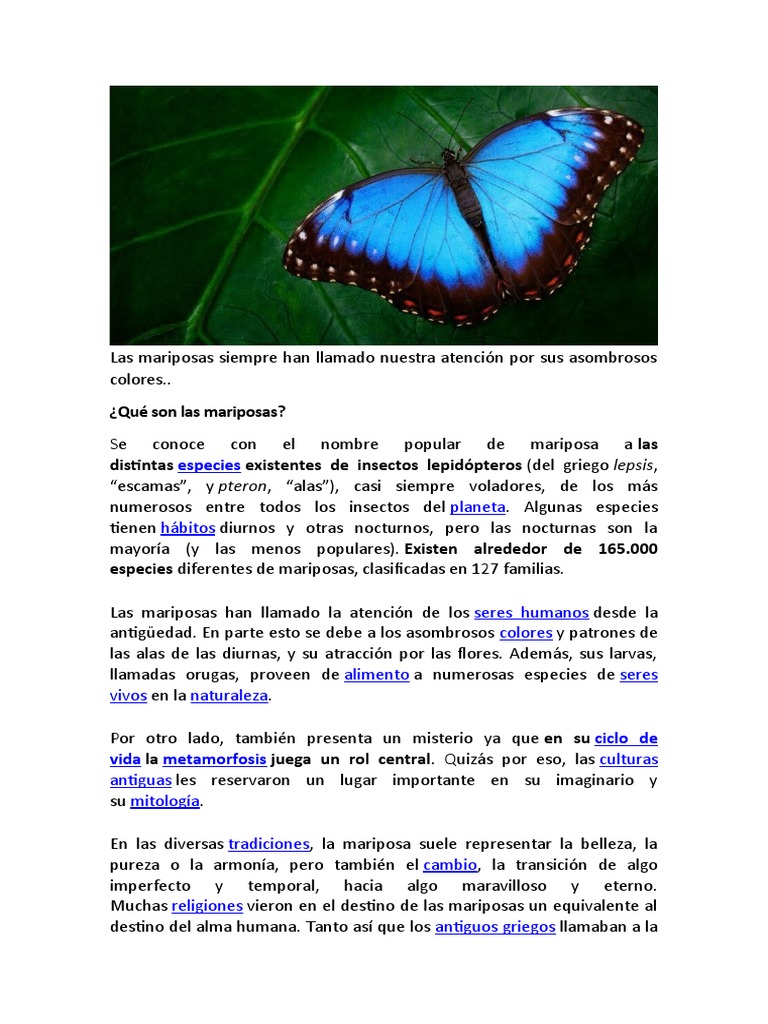 Que Son Las Mariposas | PDF