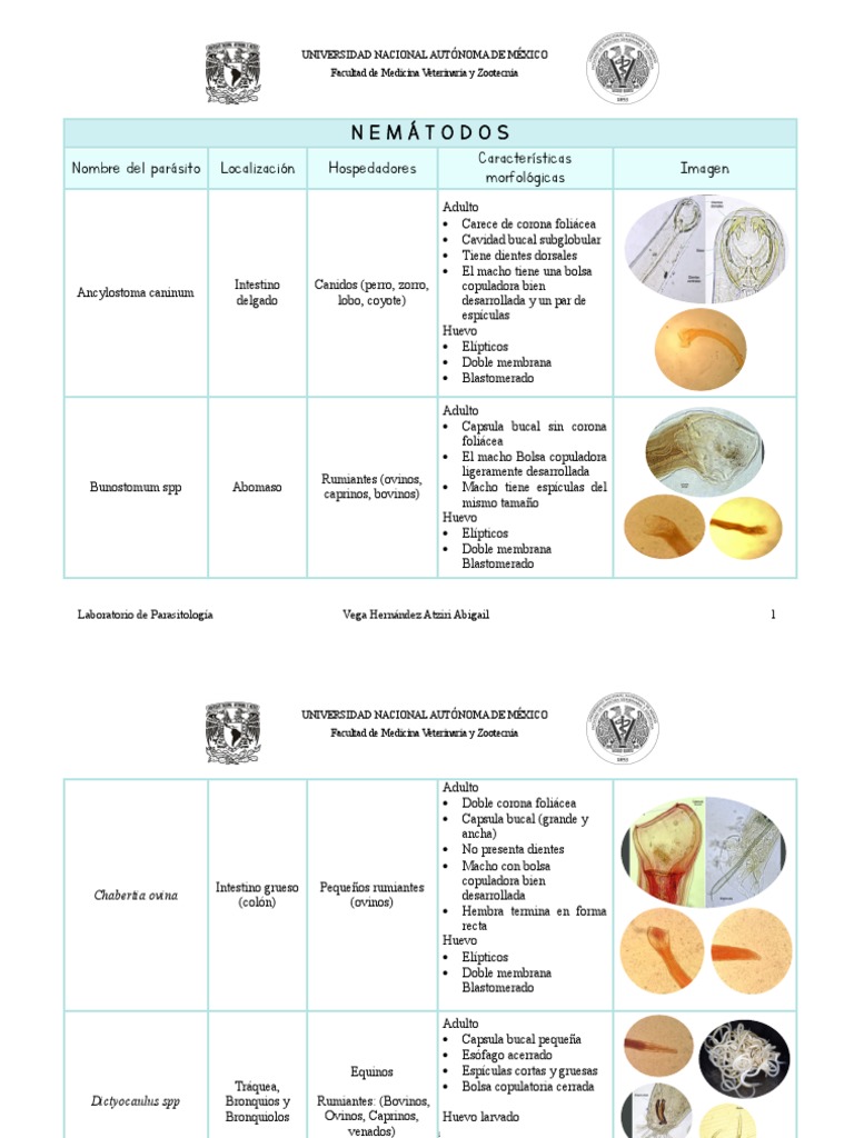 Nemátodos: Nombre Del Parásito Localización Hospedadores Características Morfológicas Imagen | PDF