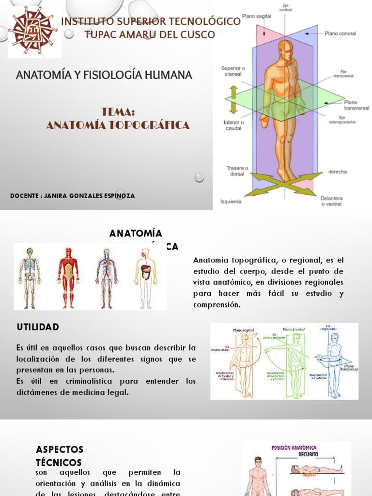 2.topografia Del Cuerpo Humano | PDF | Términos anatómicos de ubicación ...