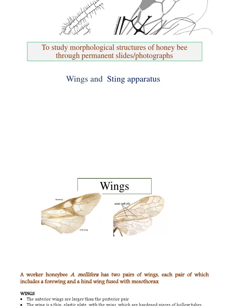 Wings And: To Study Morphological Structures of Honey Bee Through ...
