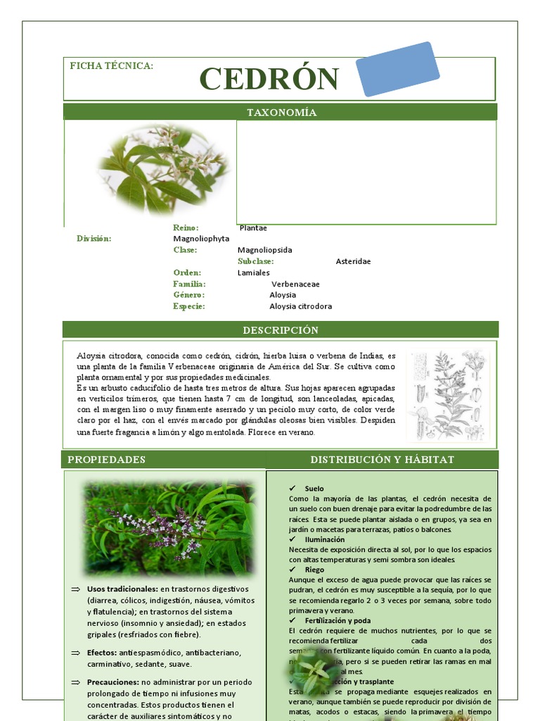 Características y usos del cedrón | PDF | Plantas | Botánica