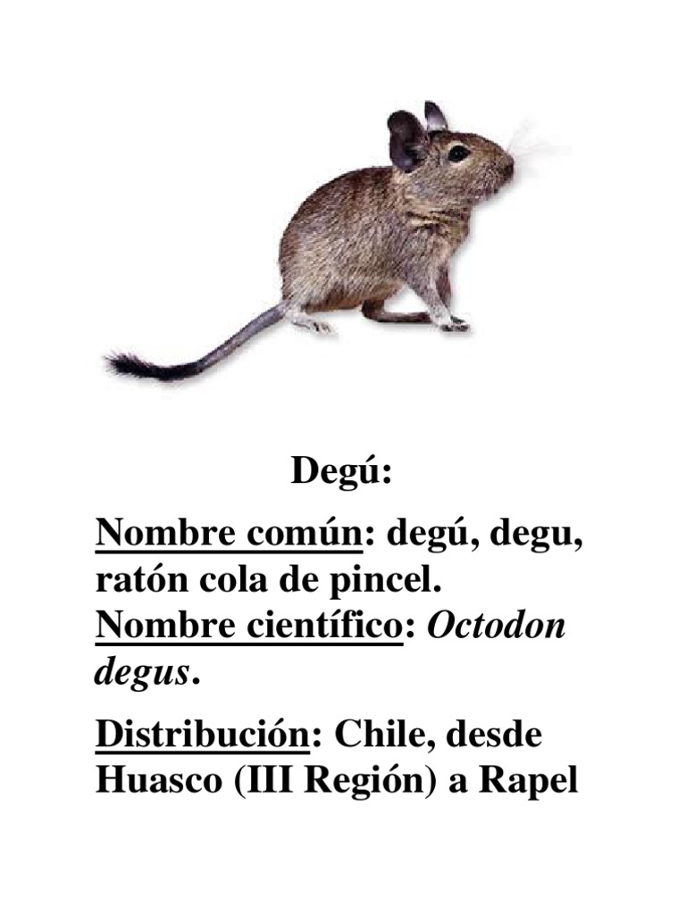 Degú: Hábitat y Características en Chile | PDF