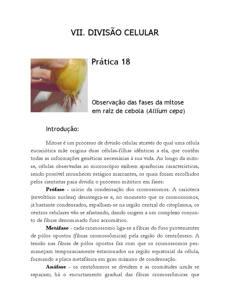 Fases da Mitose em Raiz de Cebola | PDF | Mitose | Biologia Celular