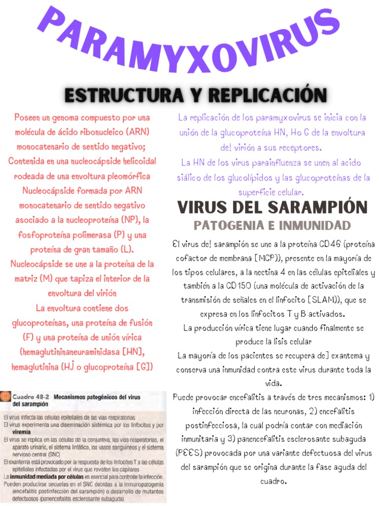 PARAMYXOVIRUS | PDF | Sarampión | Virus