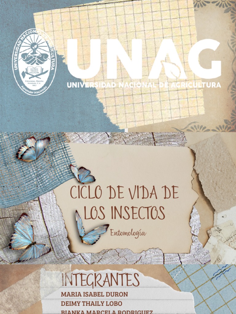 Ciclo de Vida de Los Insectos | PDF | Crisálida | Escarabajo