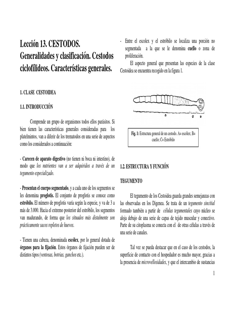 CESTODOS | PDF | Sistema reproductivo | Anatomía