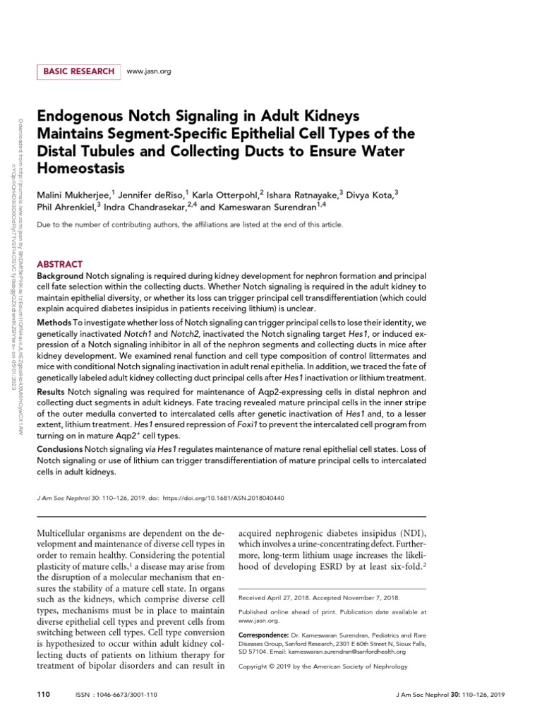 Endogenous Notch Signaling in Adult Kidneys.13 | PDF | Kidney | Cell ...