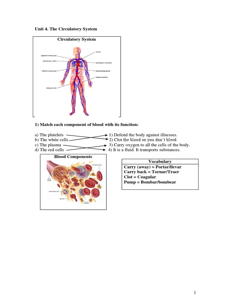 Unit 4. Circulatory System | PDF | Heart | Atrium (Heart)