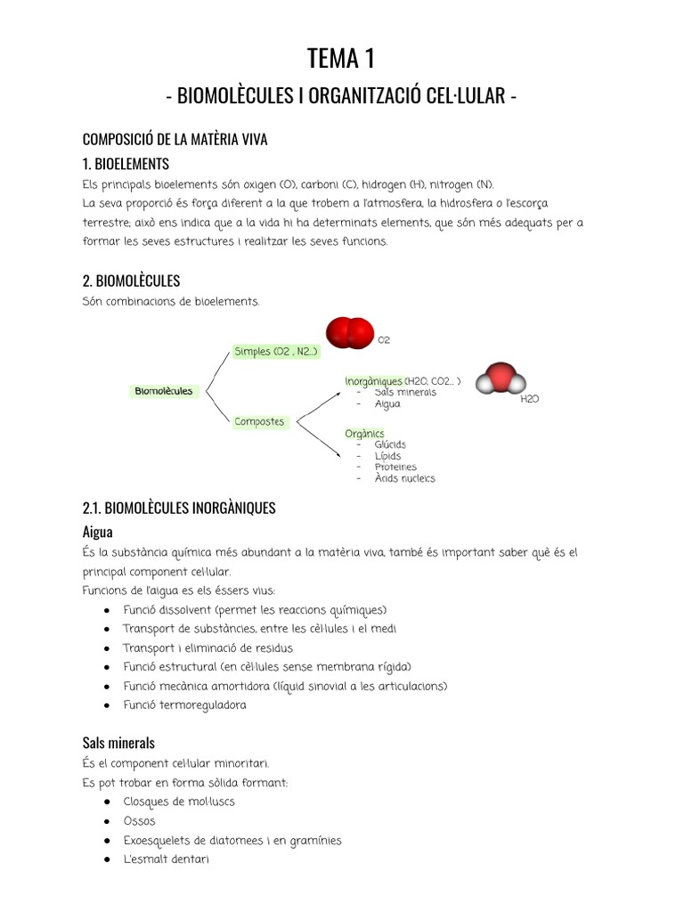 TEMA 1 Biomolècules I Organització Cel Lular | PDF